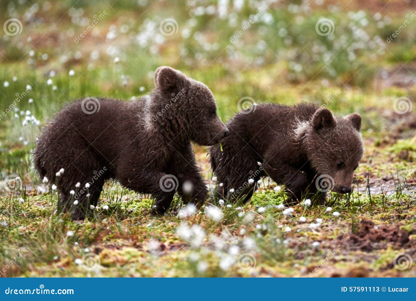 Brown bear cubs stock image. Image of small, playing - 57591113