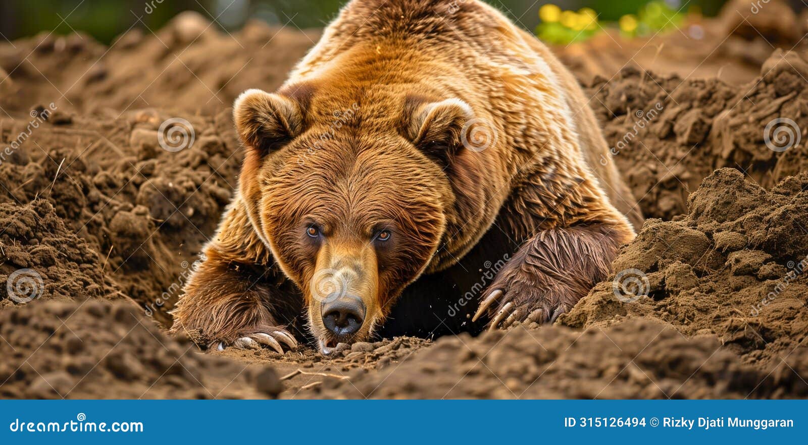 A Brown Bear Is Digging In The Dirt Stock Photography | CartoonDealer ...