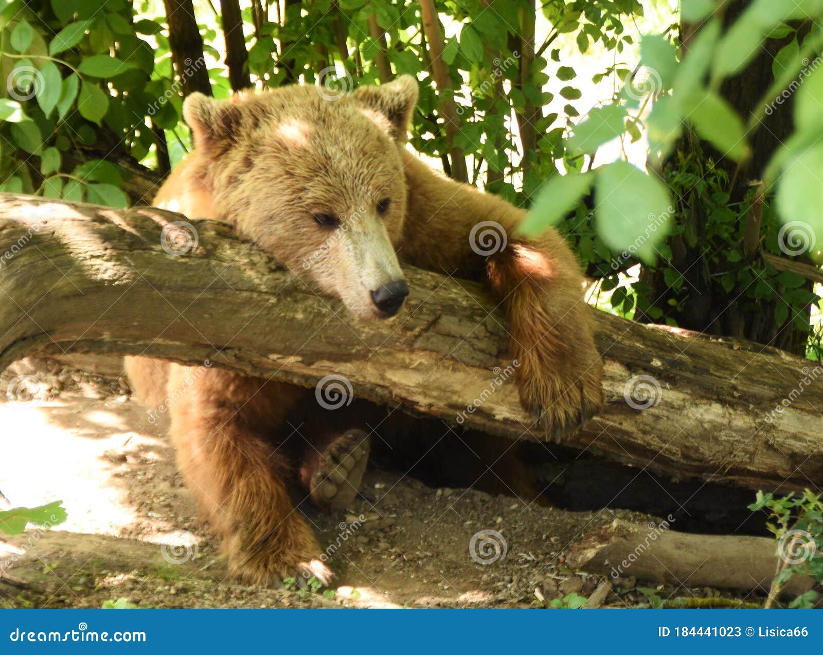 Bear Dozes on a Log in the Forest Stock Image - Image of green, close ...