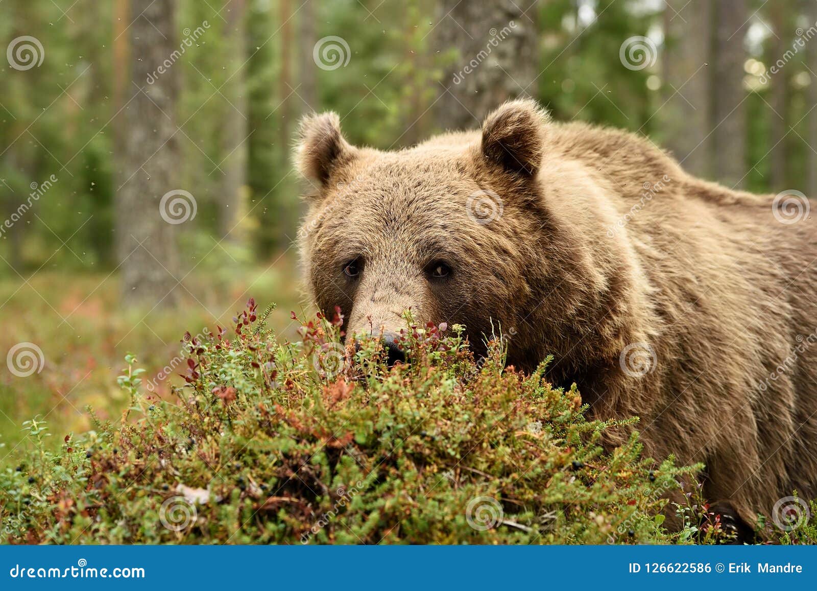 Brown Bear Eating Berries in Forest Stock Photo - Image of predator ...