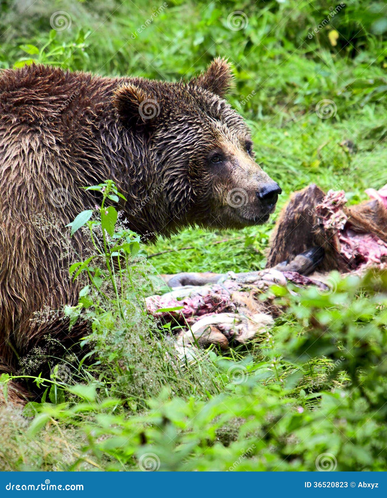 Brown bear stock image. Image of nature, eating, adventure - 36520823