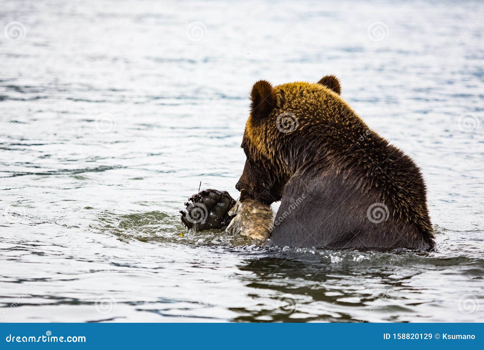 Brown bear stock image. Image of animal, summer, carnivore - 158820129