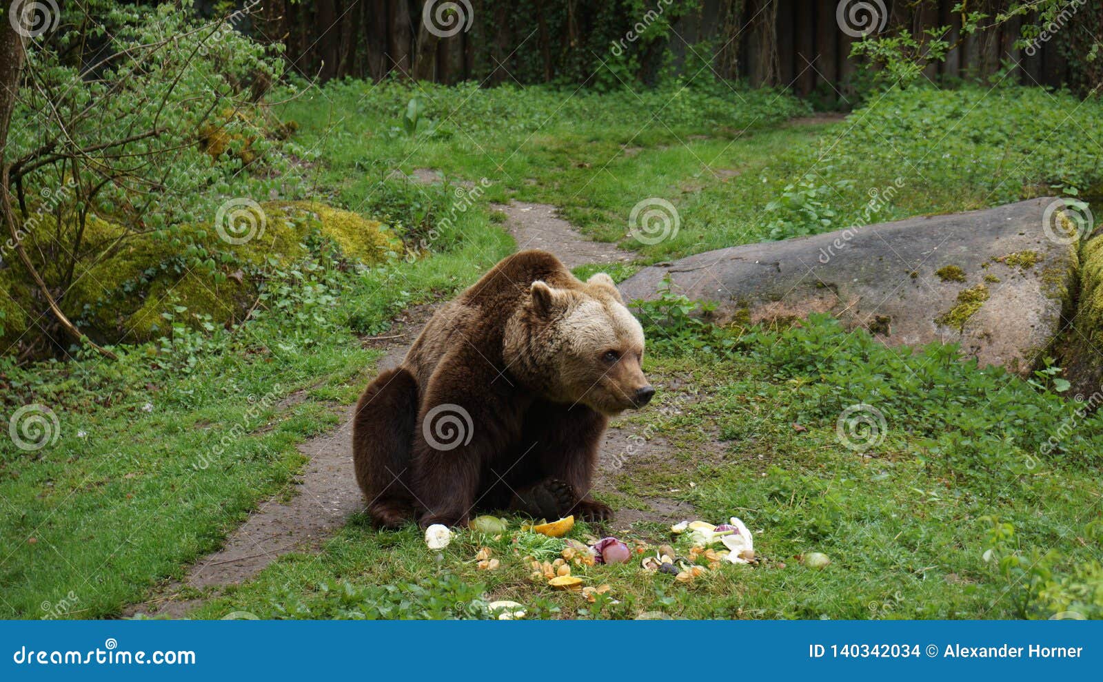 Brown Bear Eating Vegetables on Meadow Stock Photo - Image of ...