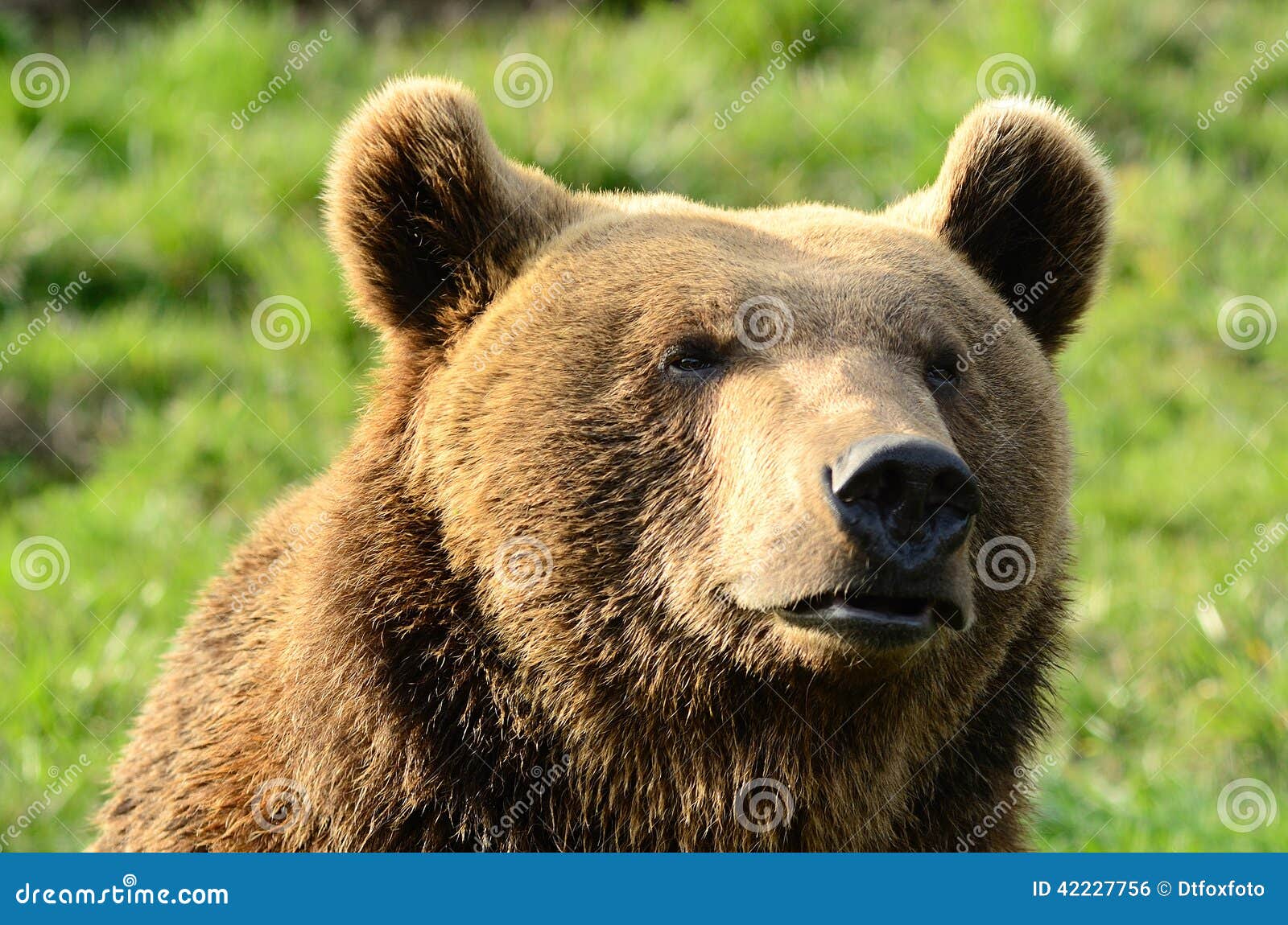 Brown Bear stock photo. Image of natural, profile, nature - 42227756