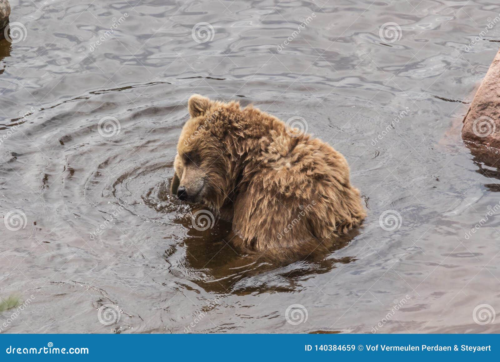 Brown Bear Enjoying Its Bath Stock Image - Image of brown, focus: 140384659