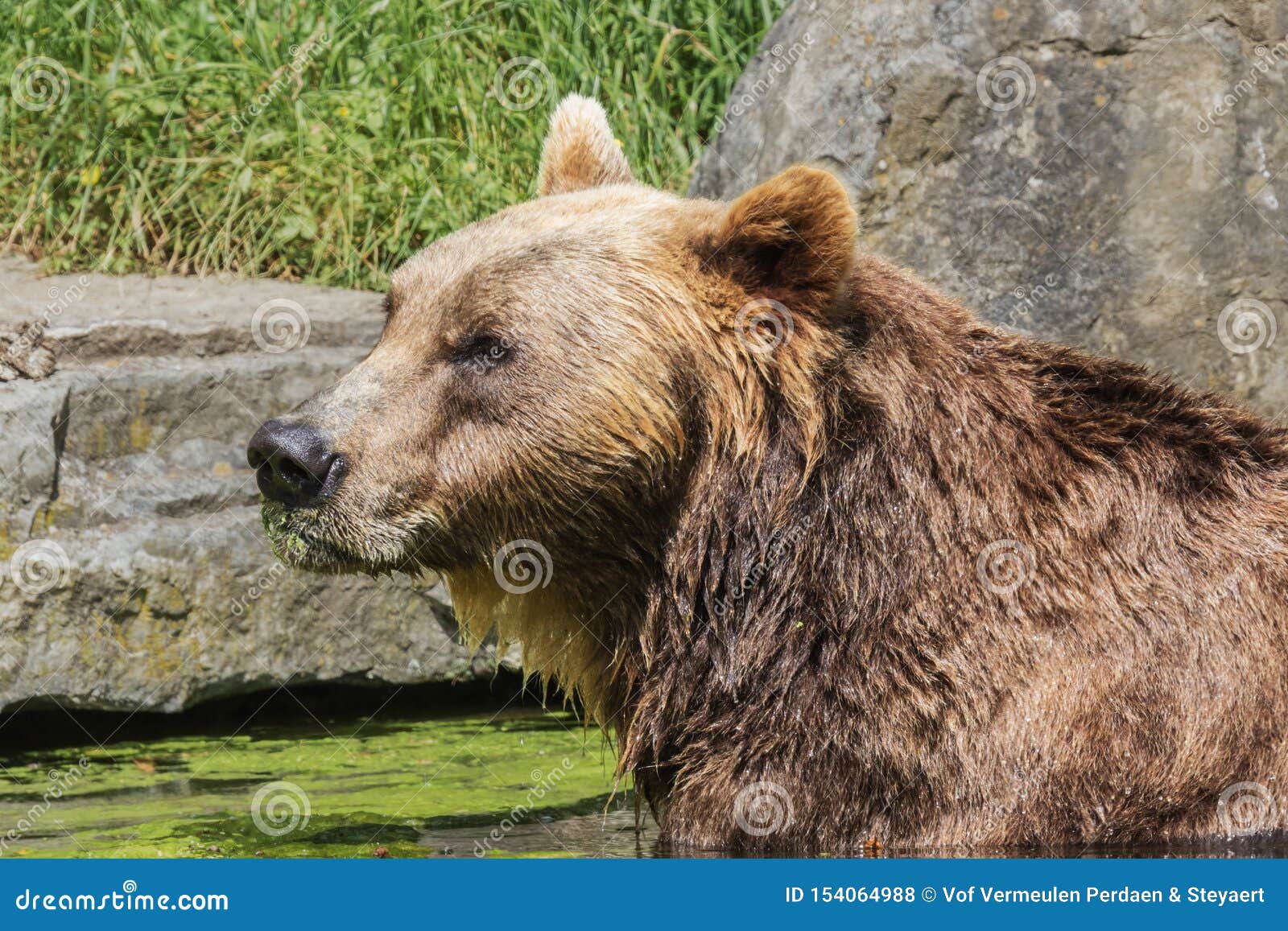 Brown Bear Enjoying the Sun Stock Photo - Image of angle, folklore ...