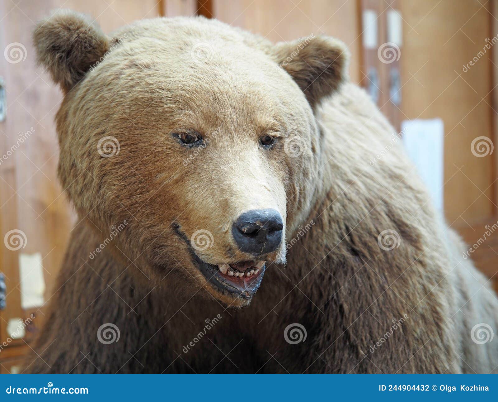 Brown Bear. Exposition of the Zoological Museum. Muzzle of a Bear ...