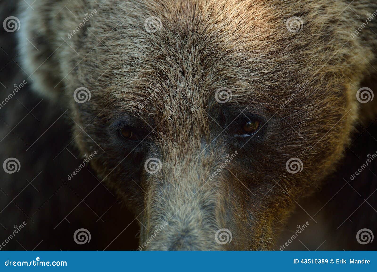 Brown bear eyes stock image. Image of horizontal, male - 43510389