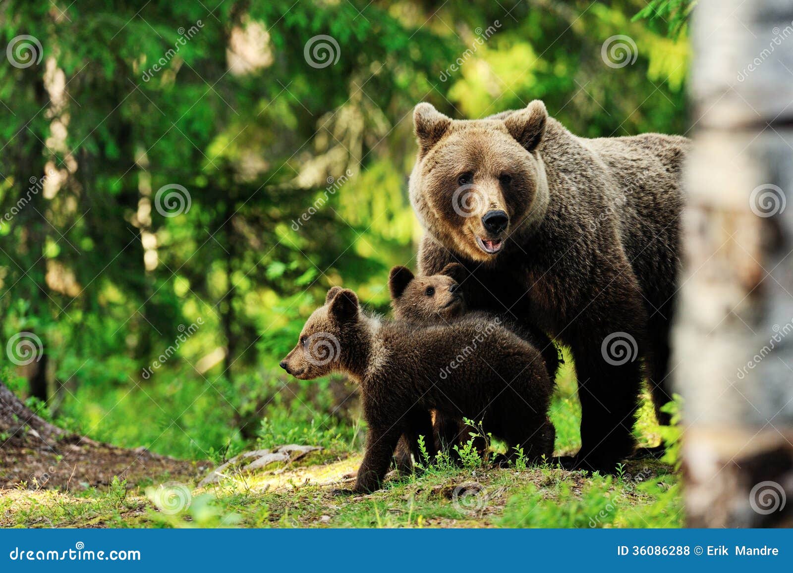 Brown Bear Family in Forest Stock Photo - Image of fauna, forest: 36086288
