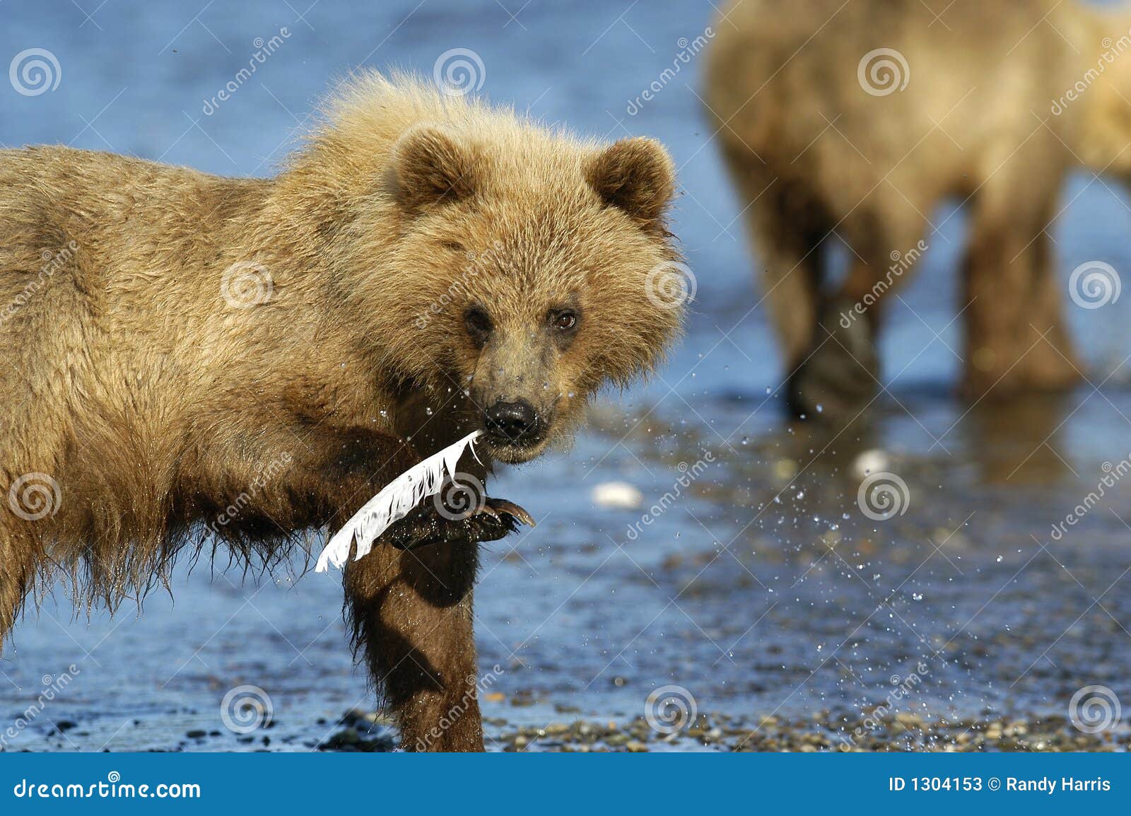 Brown bear with feather stock image. Image of brooks, beast - 1304153