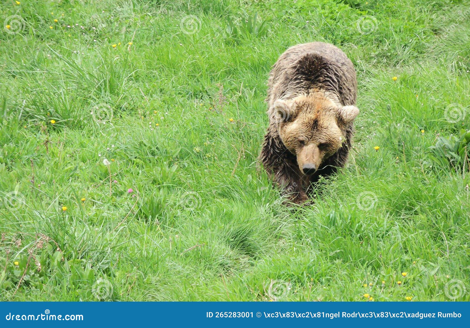 Brown bear in the field stock image. Image of field - 265283001