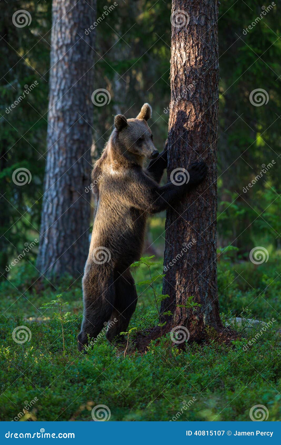 Brown Bear in Finland Forest Climbing Tree Stock Image - Image of ...