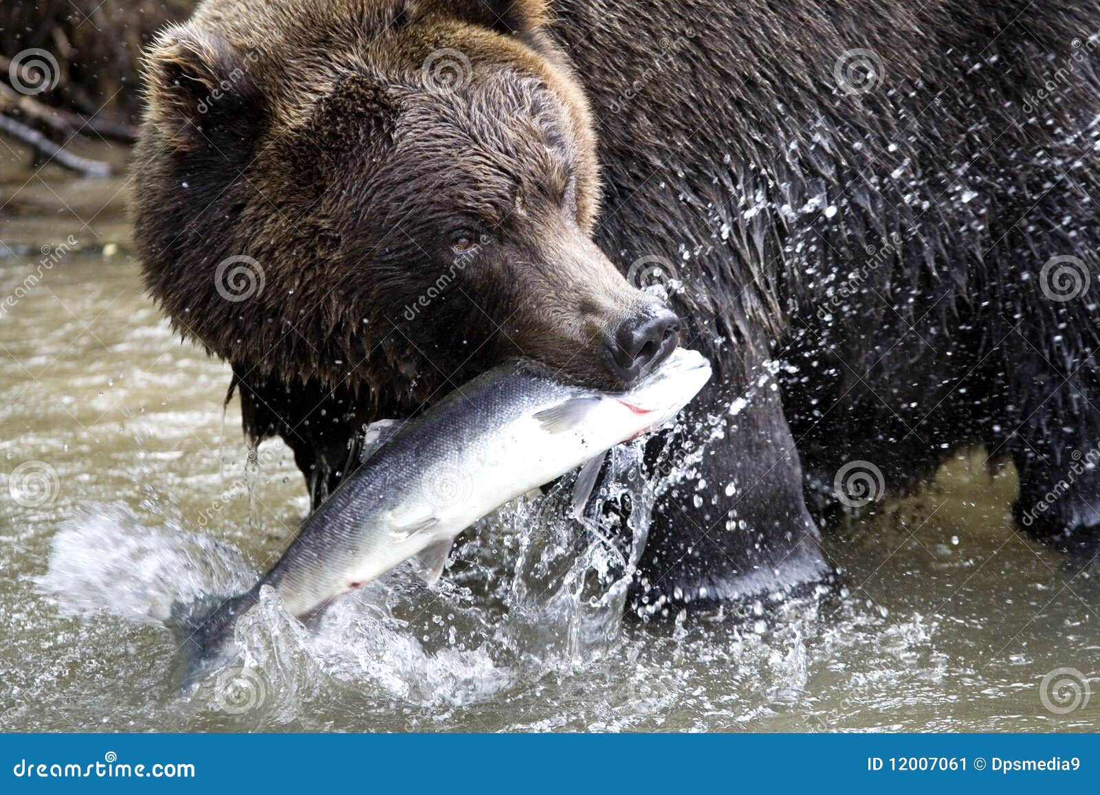 Brown bear and fish stock image. Image of wildness, fish - 12007061