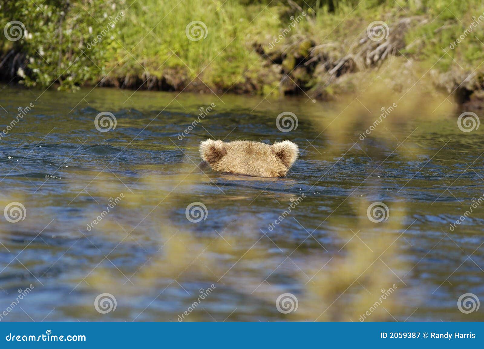 Brown Bear Floating Down River Stock Image - Image of falls, eatig: 2059387