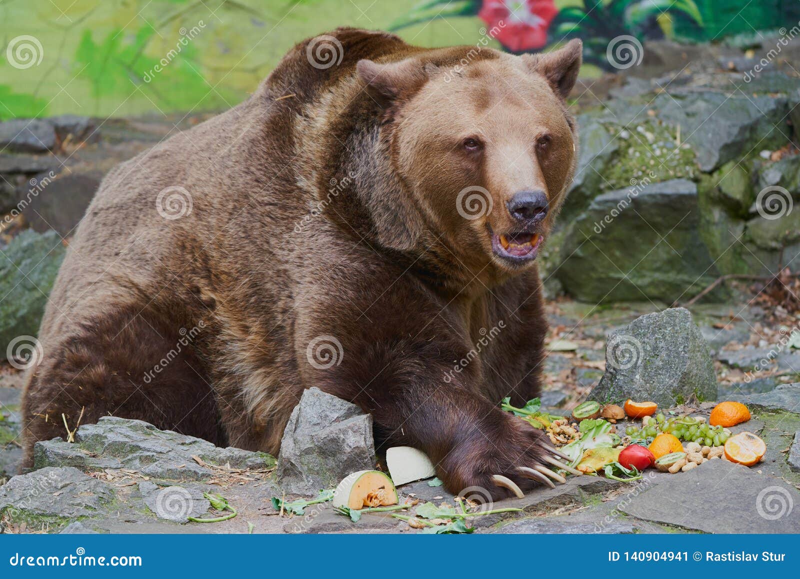 Brown bear and food stock image. Image of nature, food - 140904941