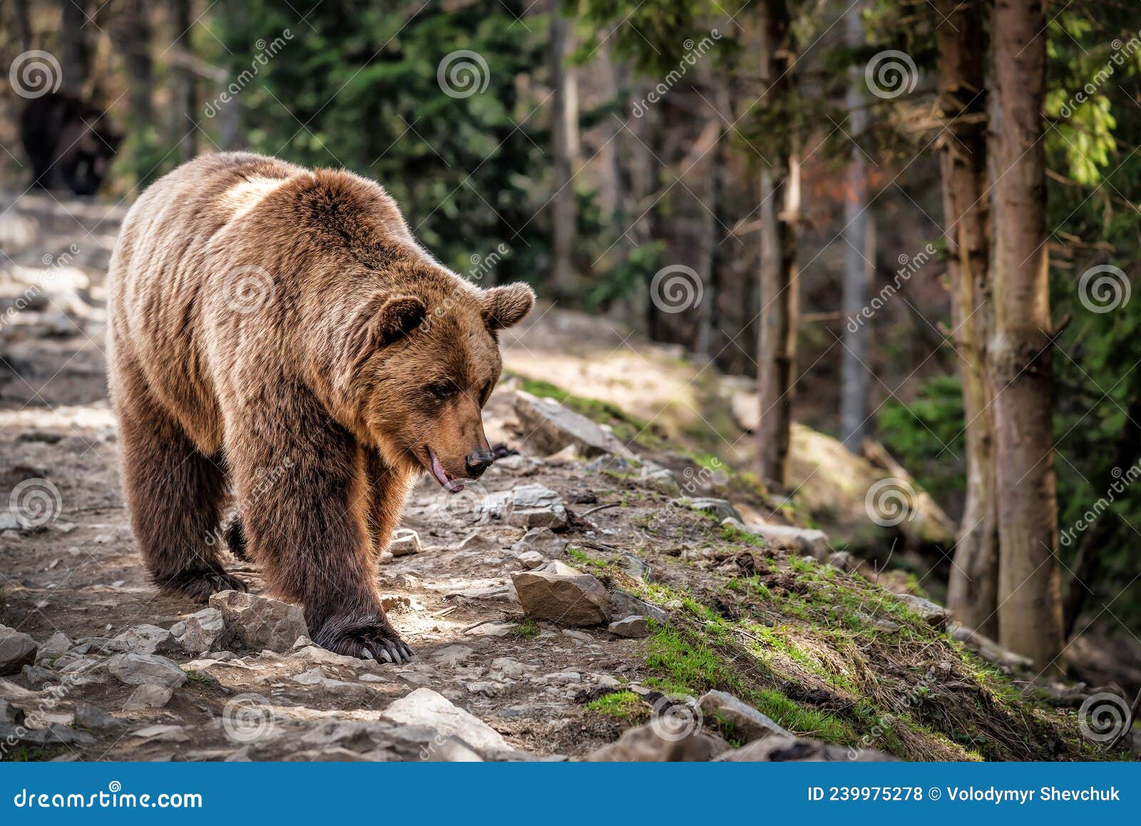 A Brown Bear in the Forest. Big Brown Bear. Bear Walks in the Forest ...