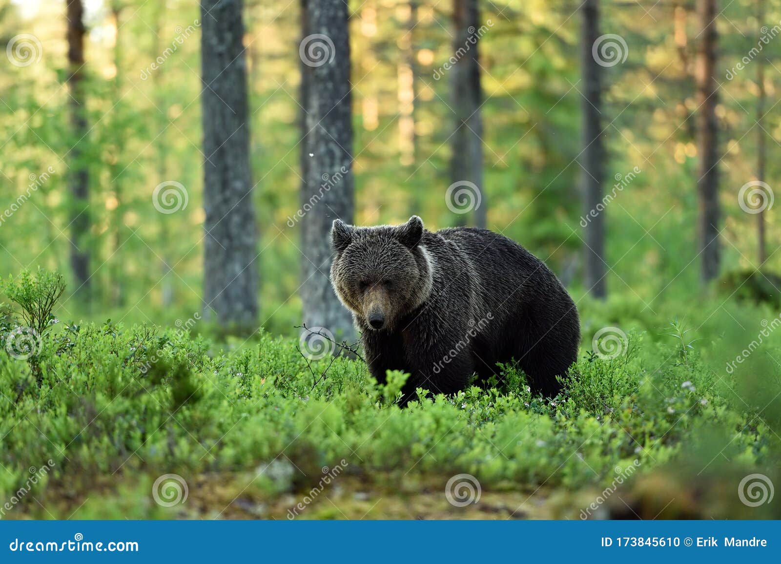 Brown Bear in Forest Landscape Stock Photo - Image of scandinavia ...