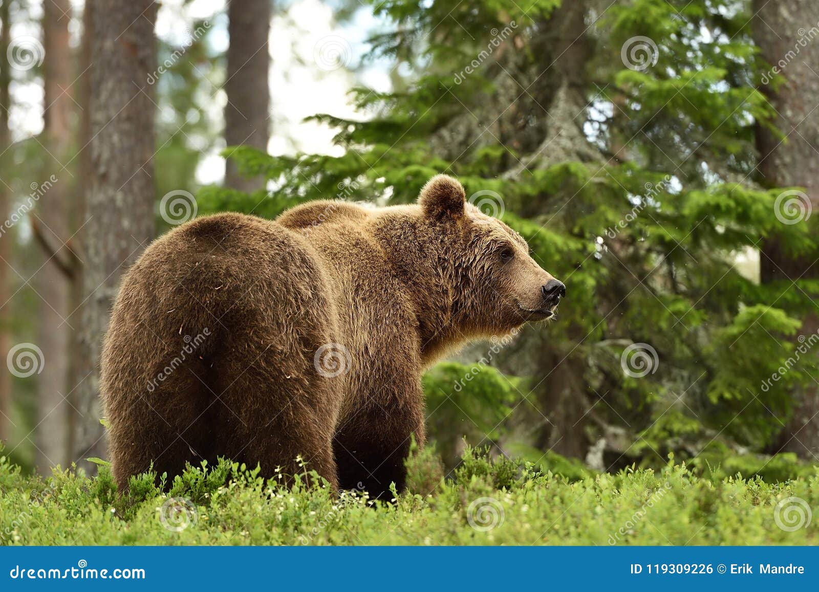 Brown Bear in Forest Landscape Stock Photo - Image of arse, woods ...