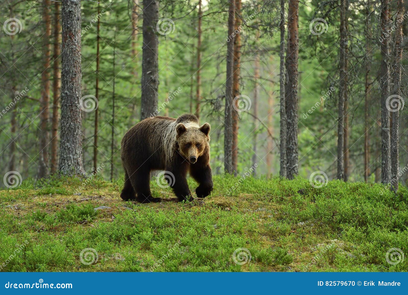 Brown Bear in a Forest Landscape Stock Photo - Image of wildlife ...
