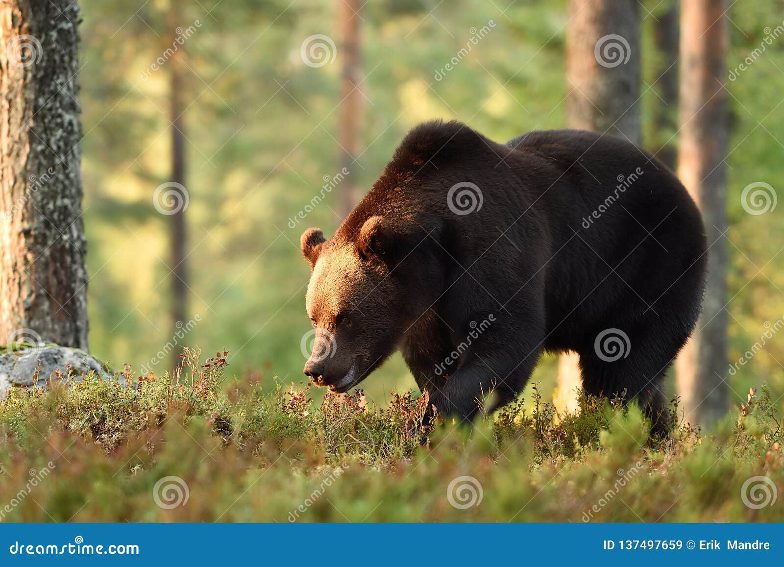 Brown Bear in Forest Scenery at Sunset Stock Image - Image of scenery ...