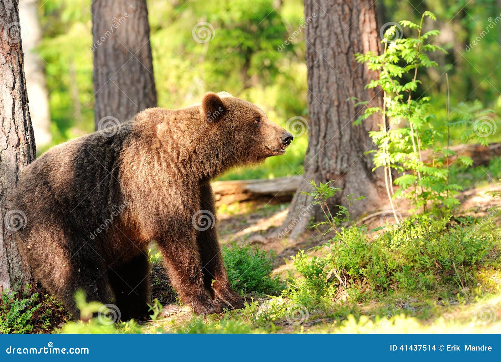 Brown bear in forest stock photo. Image of forest, sunlight - 41437514