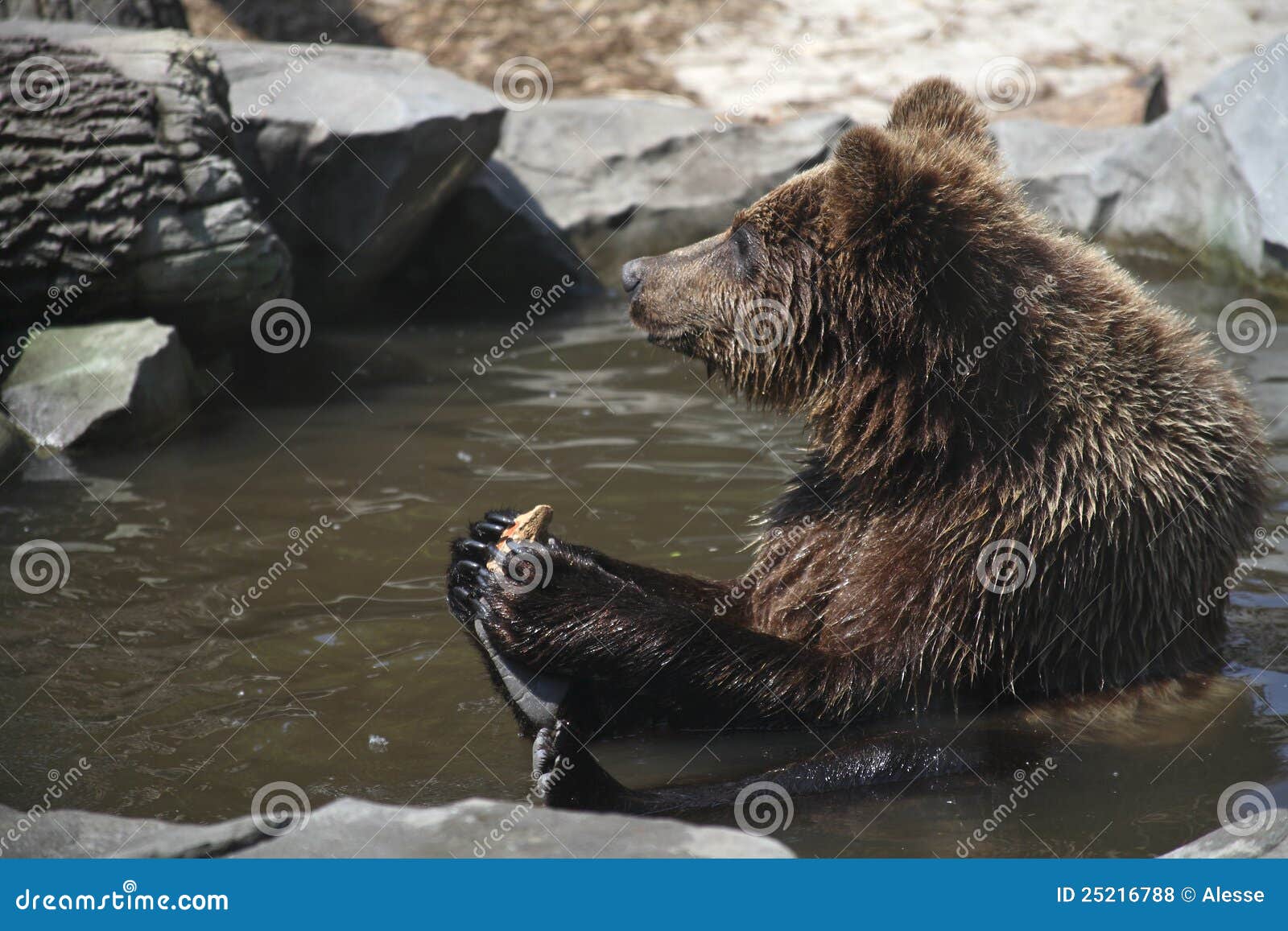 Brown bear, funny stock photo. Image of circus, claw - 25216788