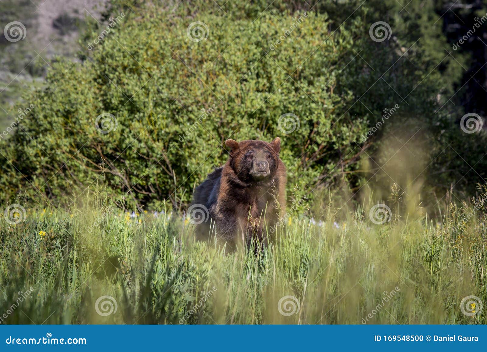 Brown bear in field stock photo. Image of animals, wild - 169548500