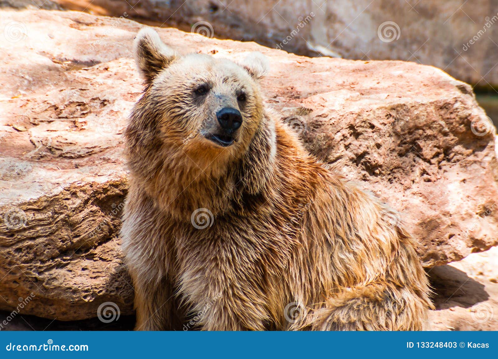 Brown Bear on the Ground Near Big Rocks Stock Image - Image of fauna ...