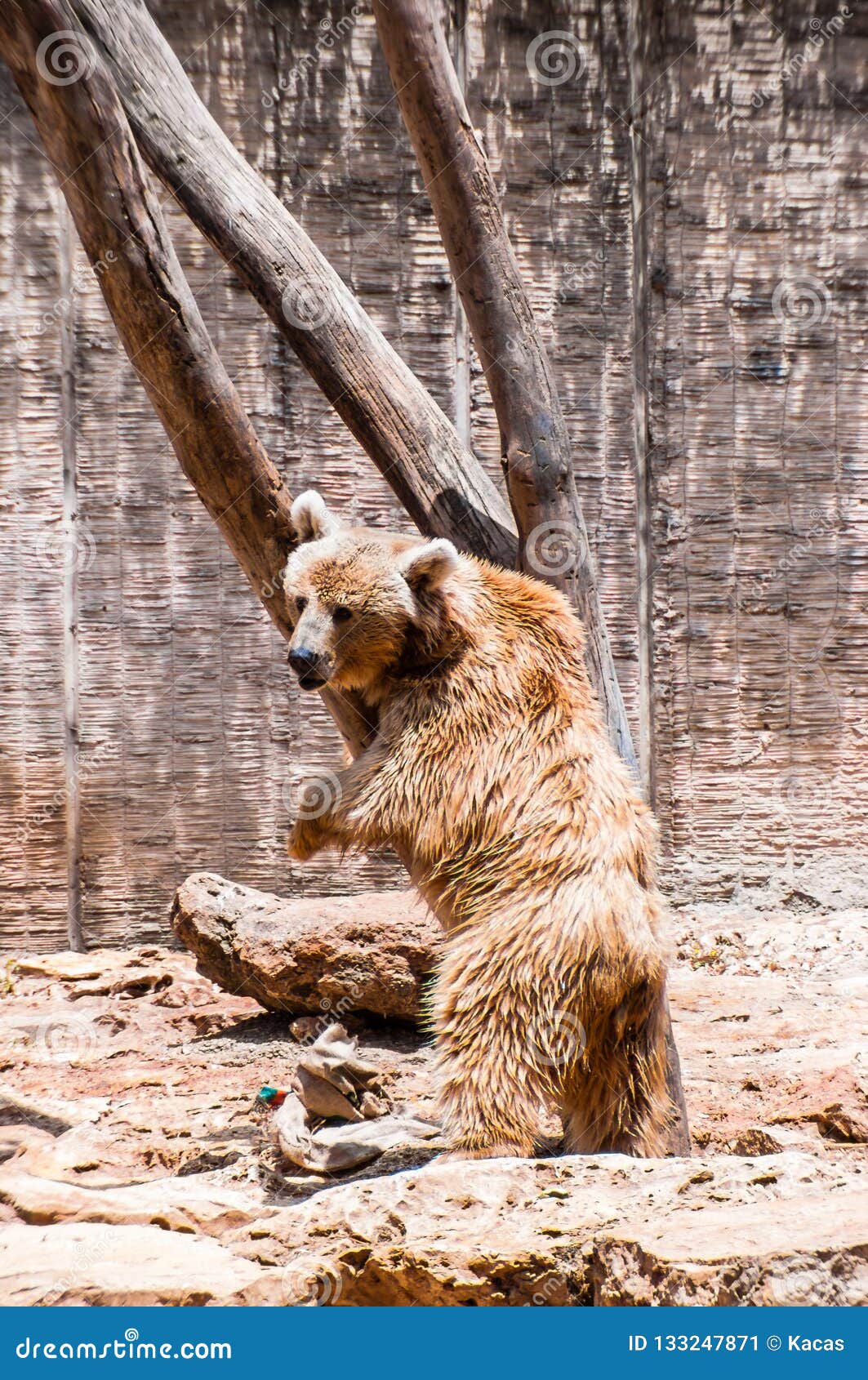 Brown Bear Standing on the Ground on Two Paws and Hugging the Tree ...