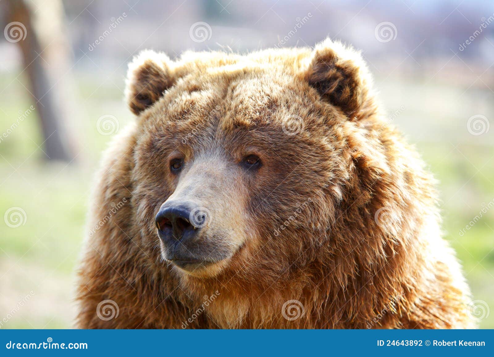 Brown Bear Head Stock Photography - Image: 24643892