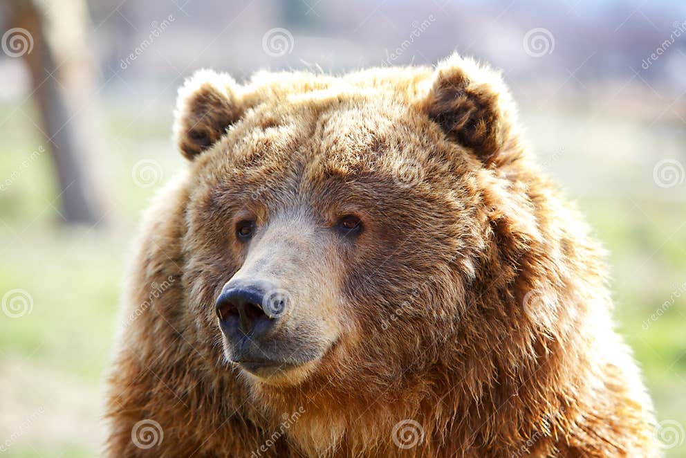 Brown Bear Head stock photo. Image of nature, wildlife - 24643892