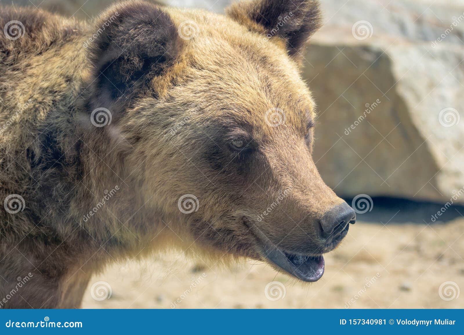 Brown Bear Head Close Up in Profile_ Stock Image - Image of cold, large ...