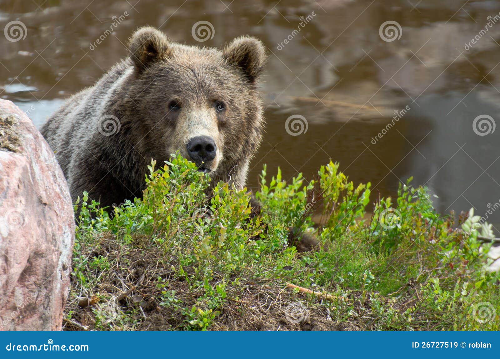 Brown bear hiding stock image. Image of island, omnivore - 26727519
