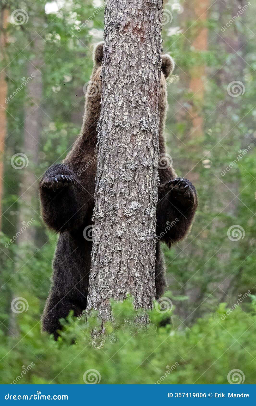 Brown Bear Hiding Behind a Tree Stock Photo - Image of arctos, danger ...