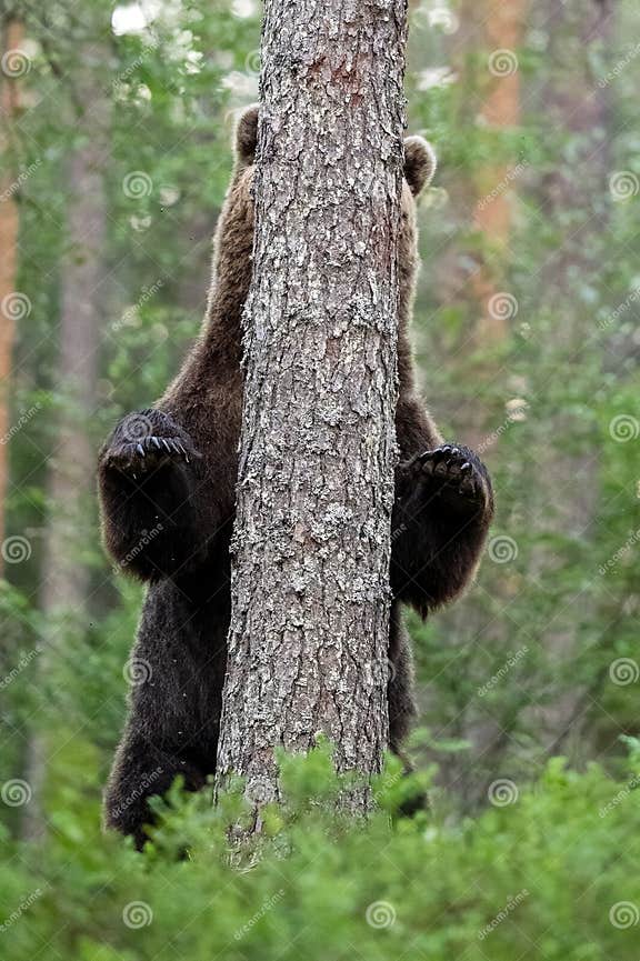 Brown Bear Hiding Behind a Tree Stock Photo - Image of arctos, danger ...