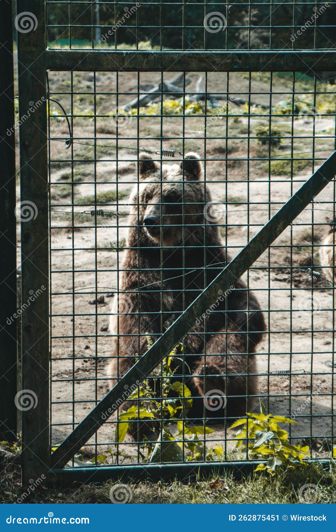 Brown Bear Inside the Cage in the Zoo Stock Image - Image of head ...