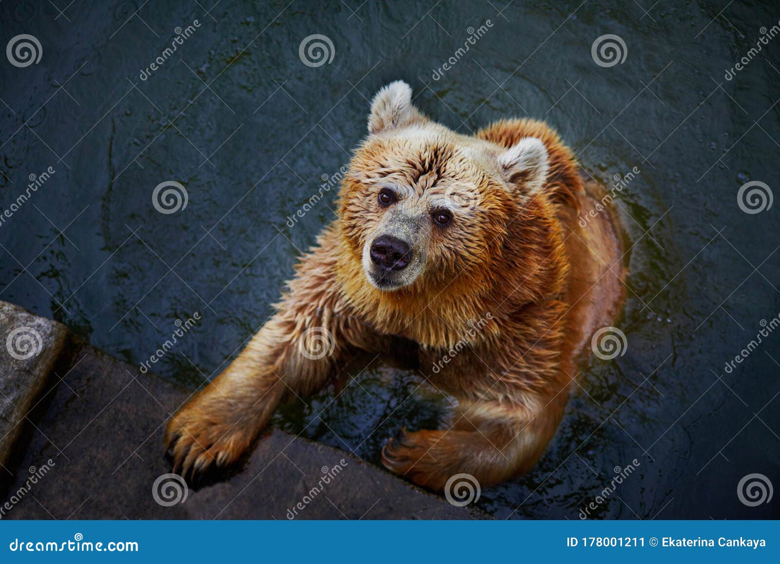 Brown Bear Inside Water Pool Stock Image - Image of grizzly, view ...