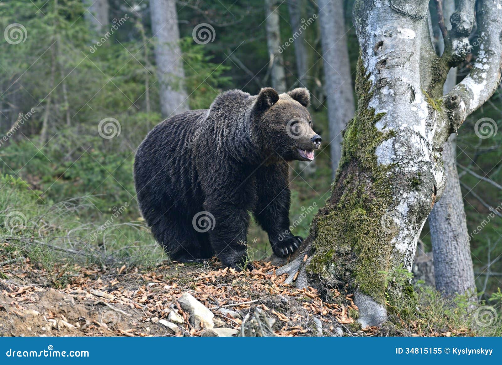 Brown bear stock image. Image of themes, wilderness, brown - 34815155