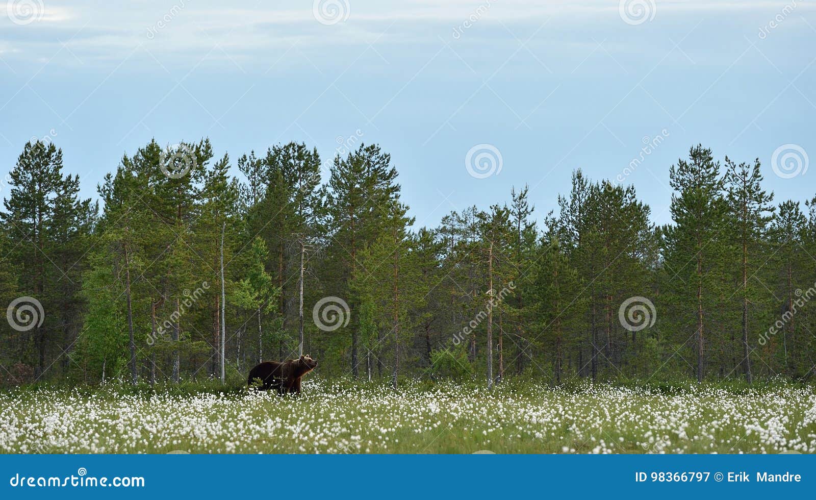 Brown bear in a landscape. stock image. Image of predator - 98366797