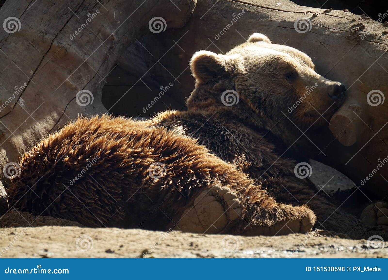 Brown bear laying, resting stock photo. Image of europe - 151538698
