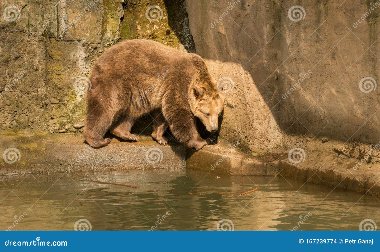Brown Bear on a Ledge Over Pool Stock Photo - Image of head, endangered ...