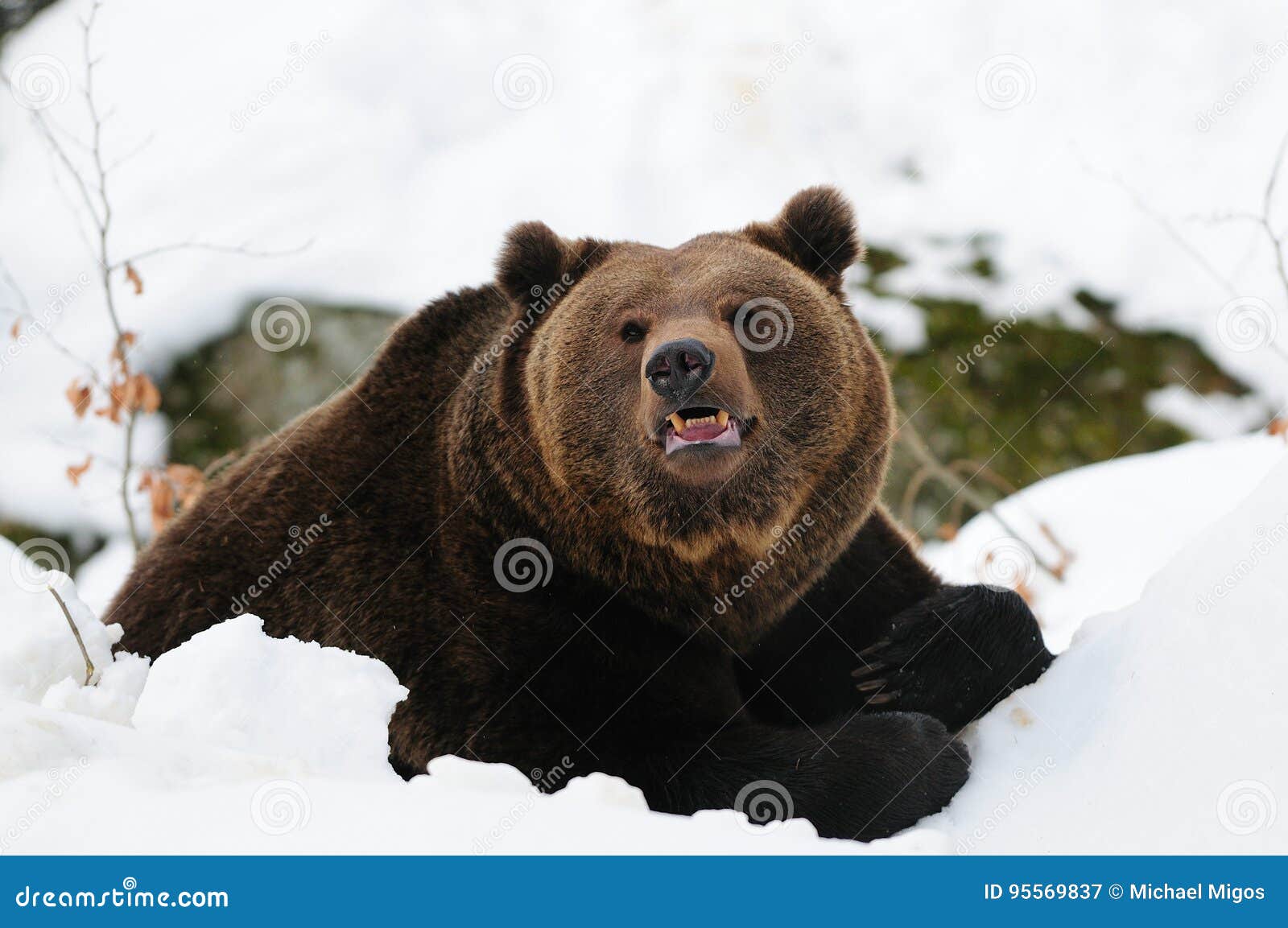 Brown bear lie in the snow stock image. Image of teeth - 95569837