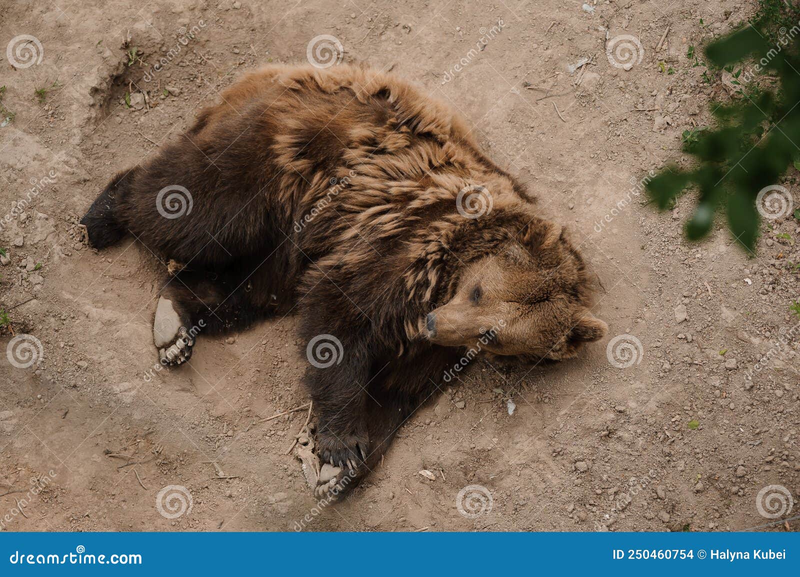 Brown Bear Lies on the Ground in the Forest Stock Photo - Image of ...