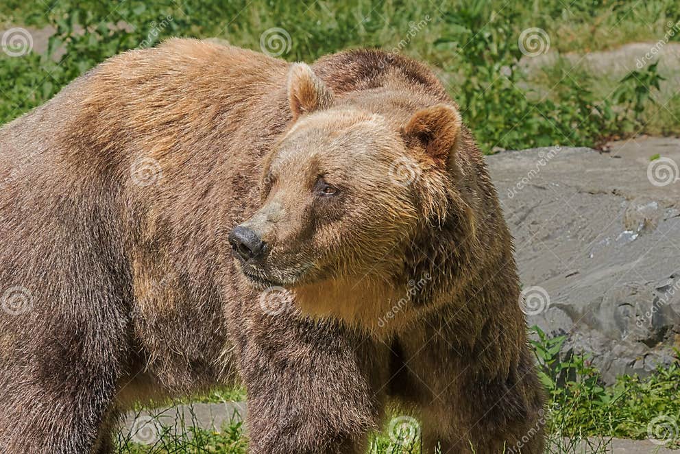 Brown bear looking back stock photo. Image of habitat - 154064912
