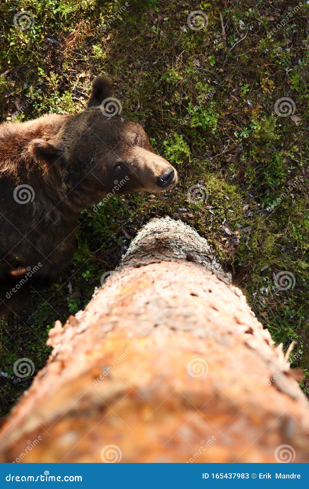 Brown Bear Looking Up in a Forest Stock Image - Image of bear, pose ...