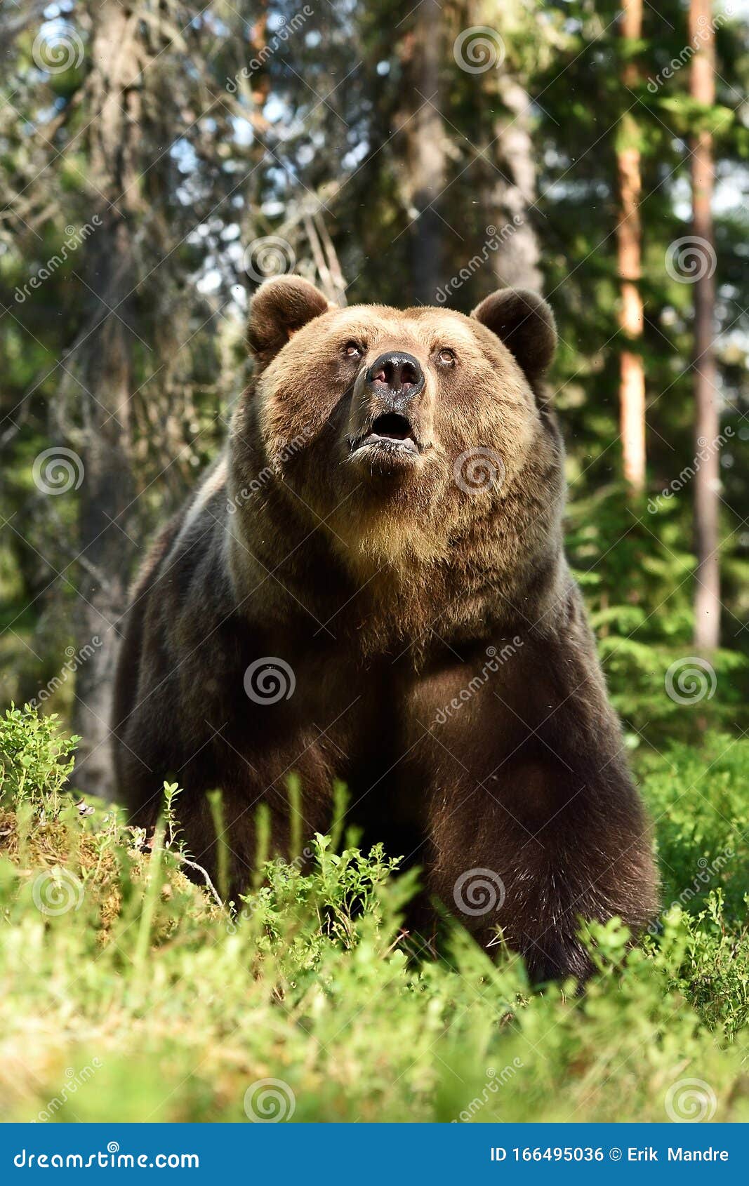 Brown Bear Looking Up in Forest at Summer Stock Photo - Image of ...