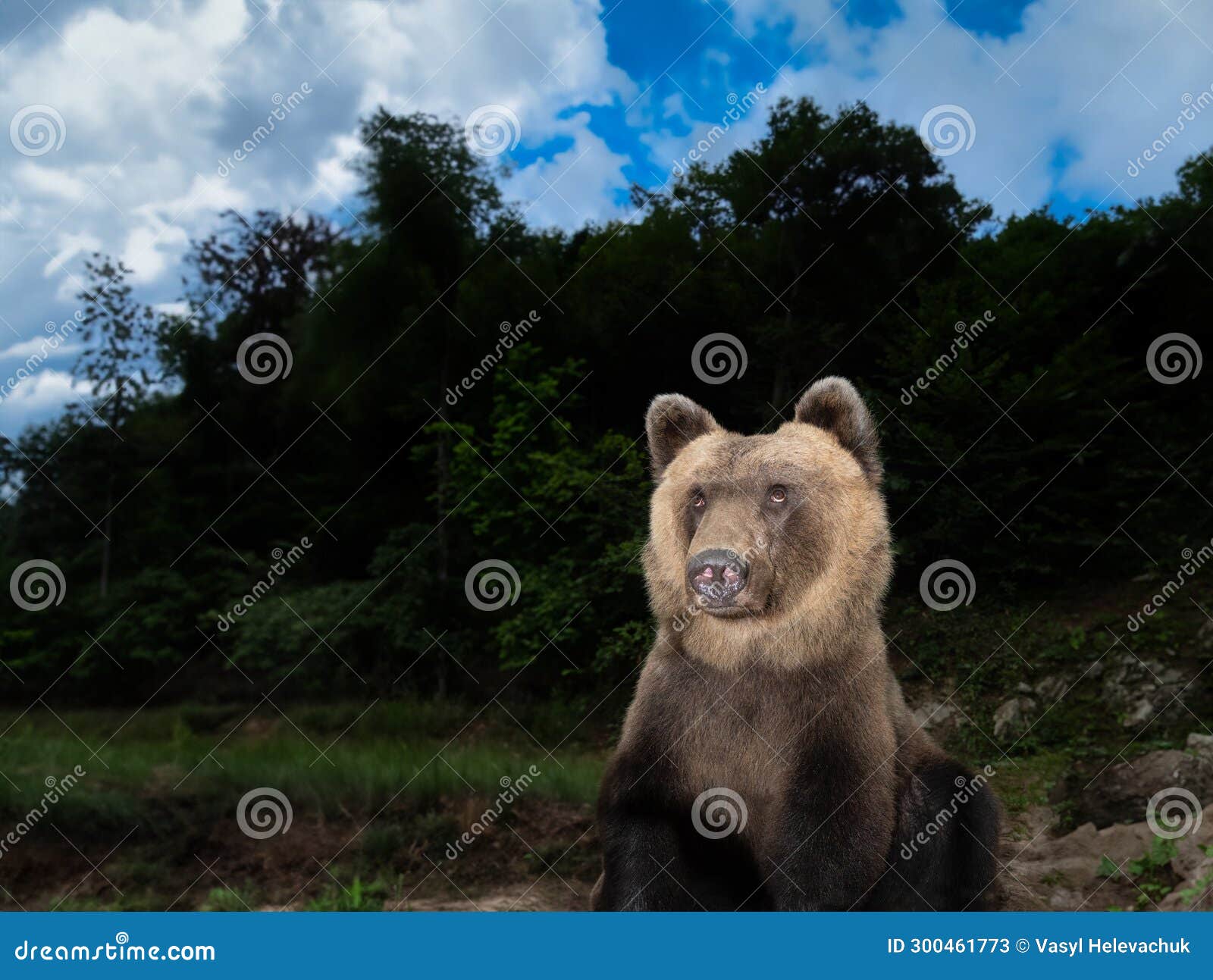 Brown Bear Looks Up at the Weather Change in Forest Stock Image - Image ...