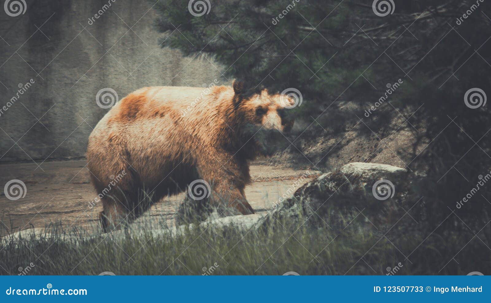 Brown Bear Lurking Behind a Tree Stock Image - Image of profile ...