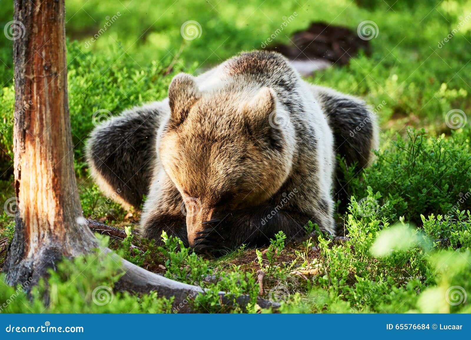 Brown Bear Lying in the Forest Stock Photo - Image of wildlife, nordic ...