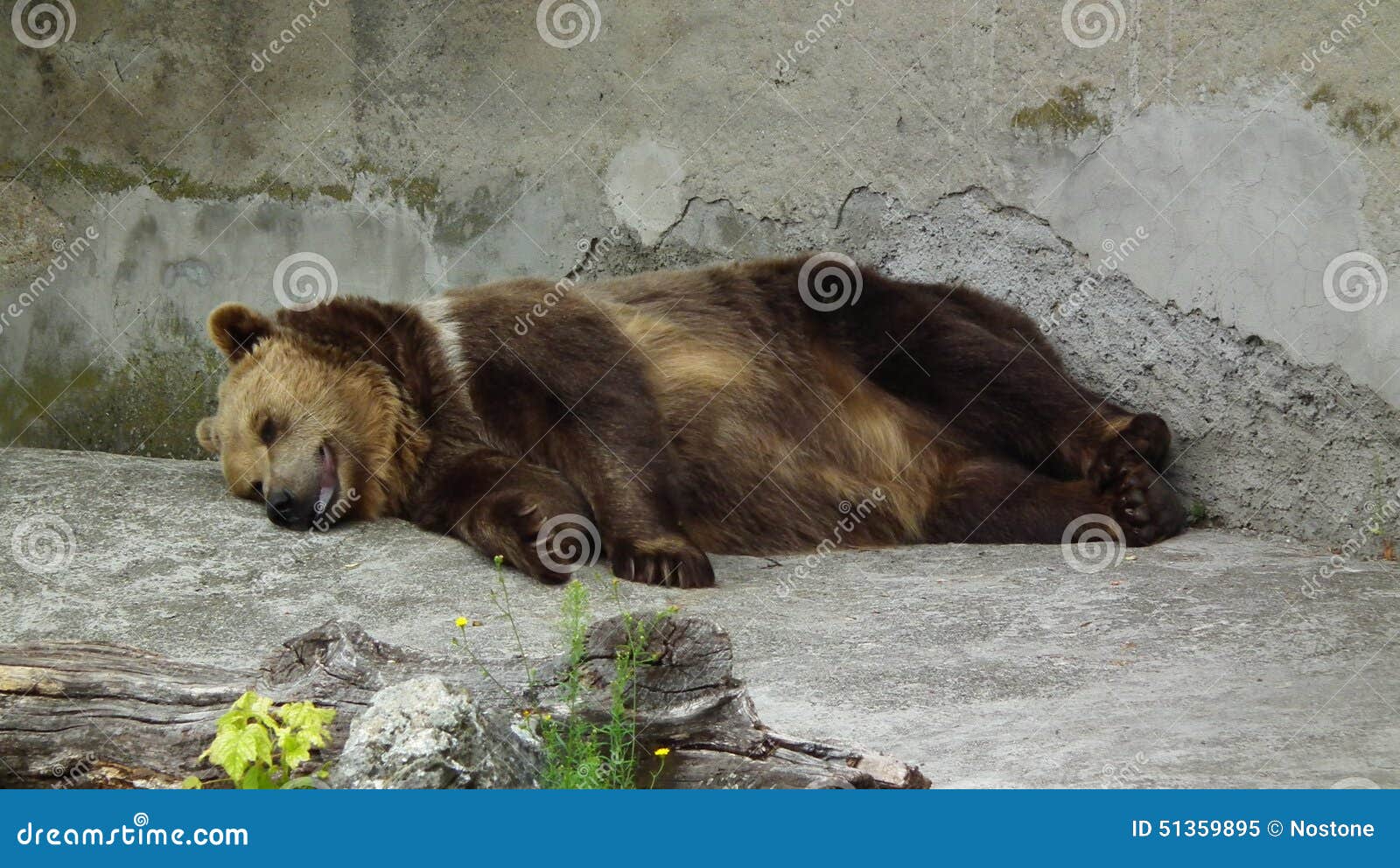Brown bear stock image. Image of cement, groudn, bears - 51359895